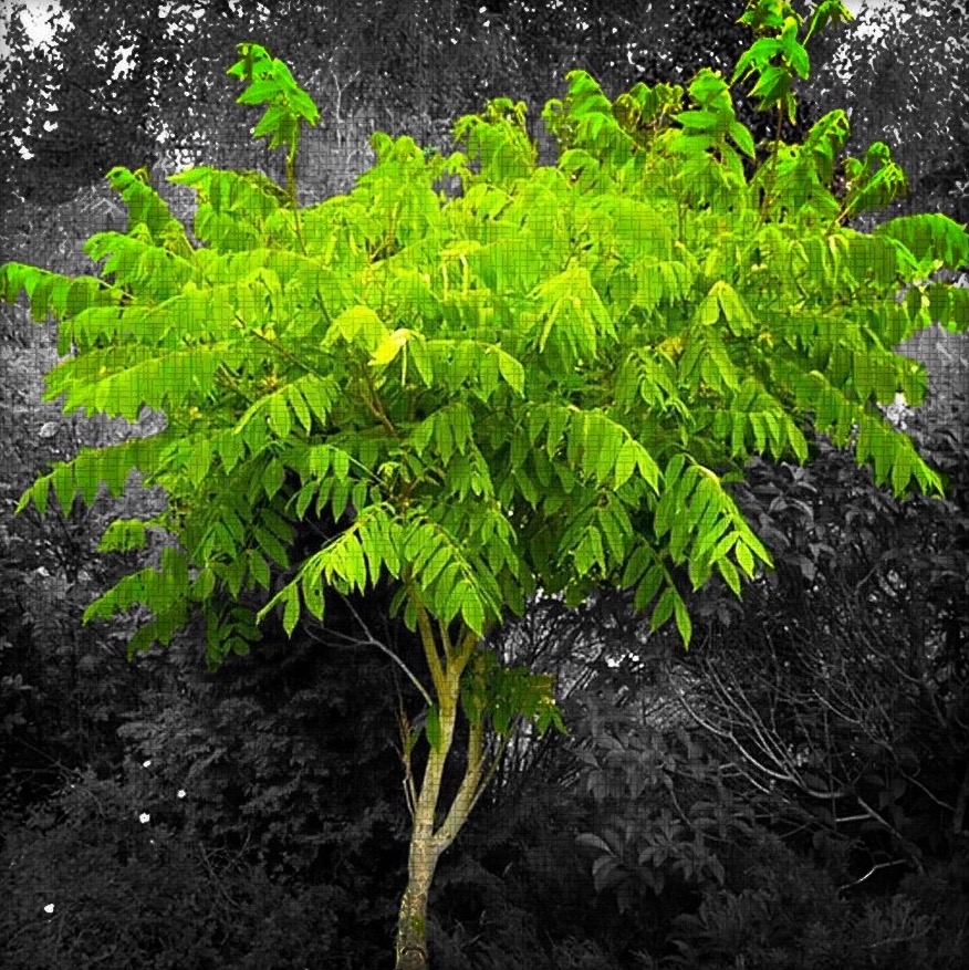 Trees For Tigers